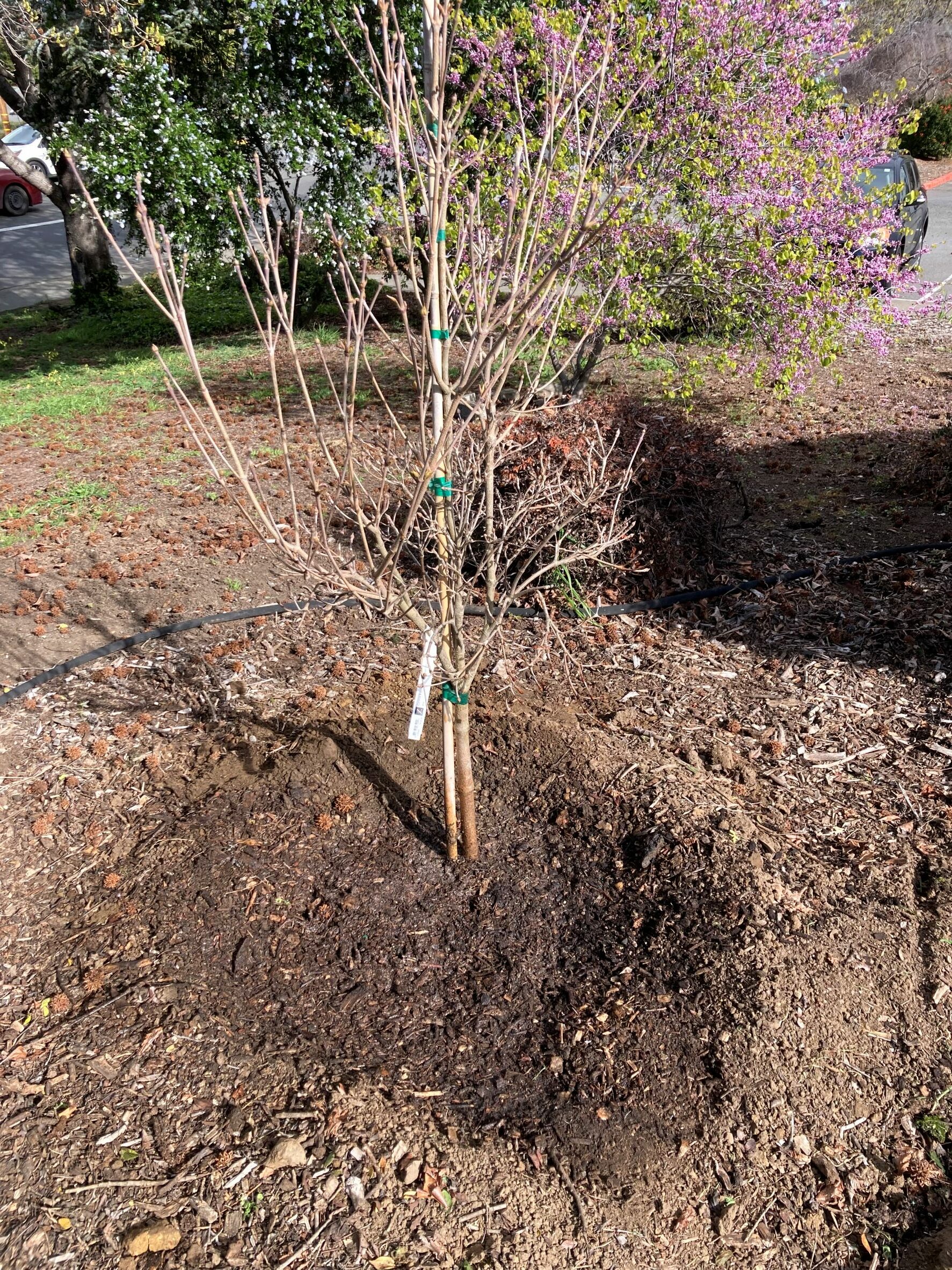 First Tree Keeper for 2022 – Benicia Tree Foundation