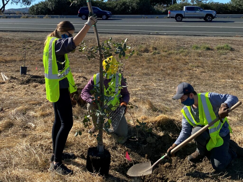 Tree Planting Projects – Benicia Tree Foundation