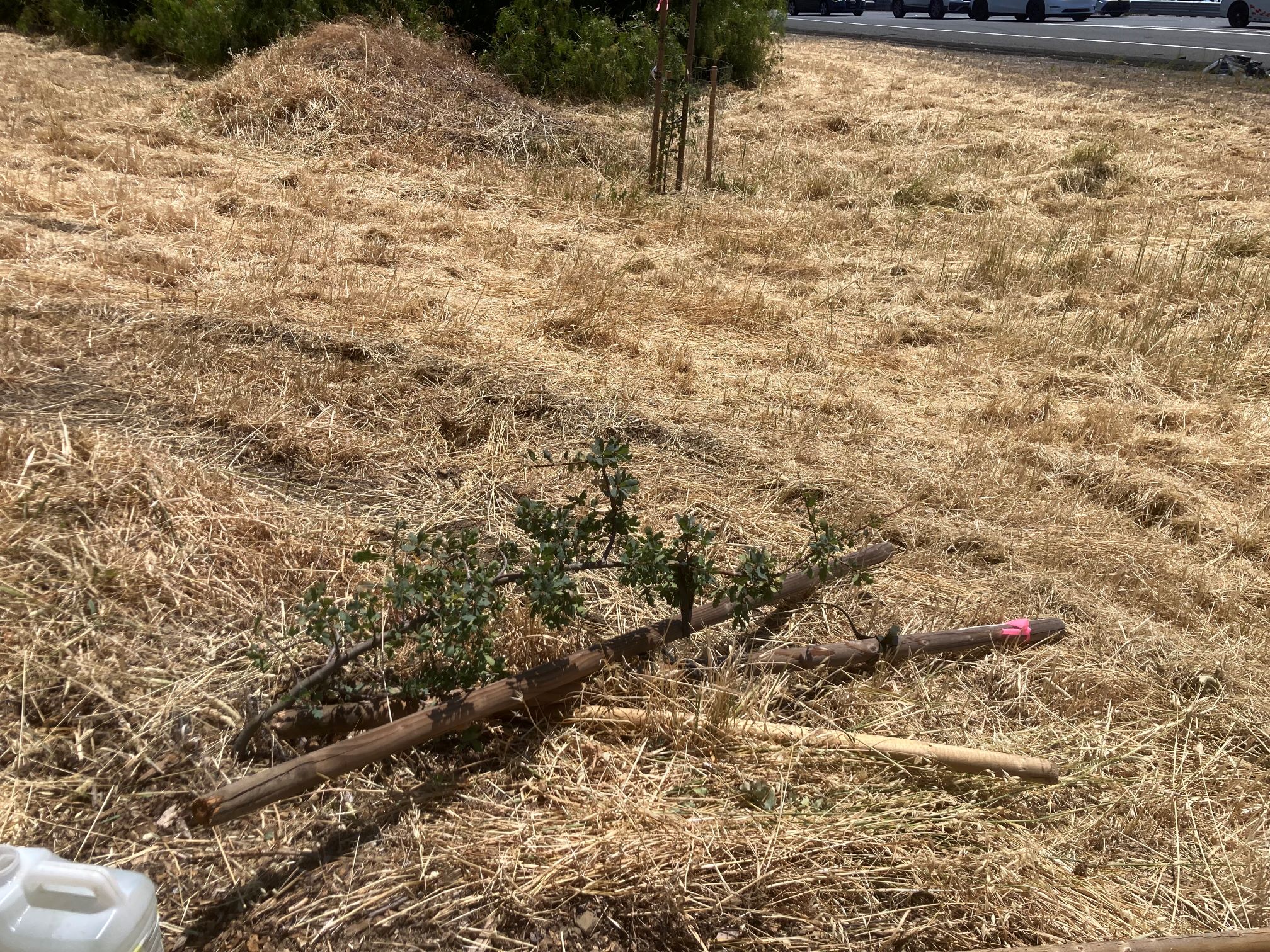 Cages Take a Hit for Freeway Trees – Benicia Tree Foundation